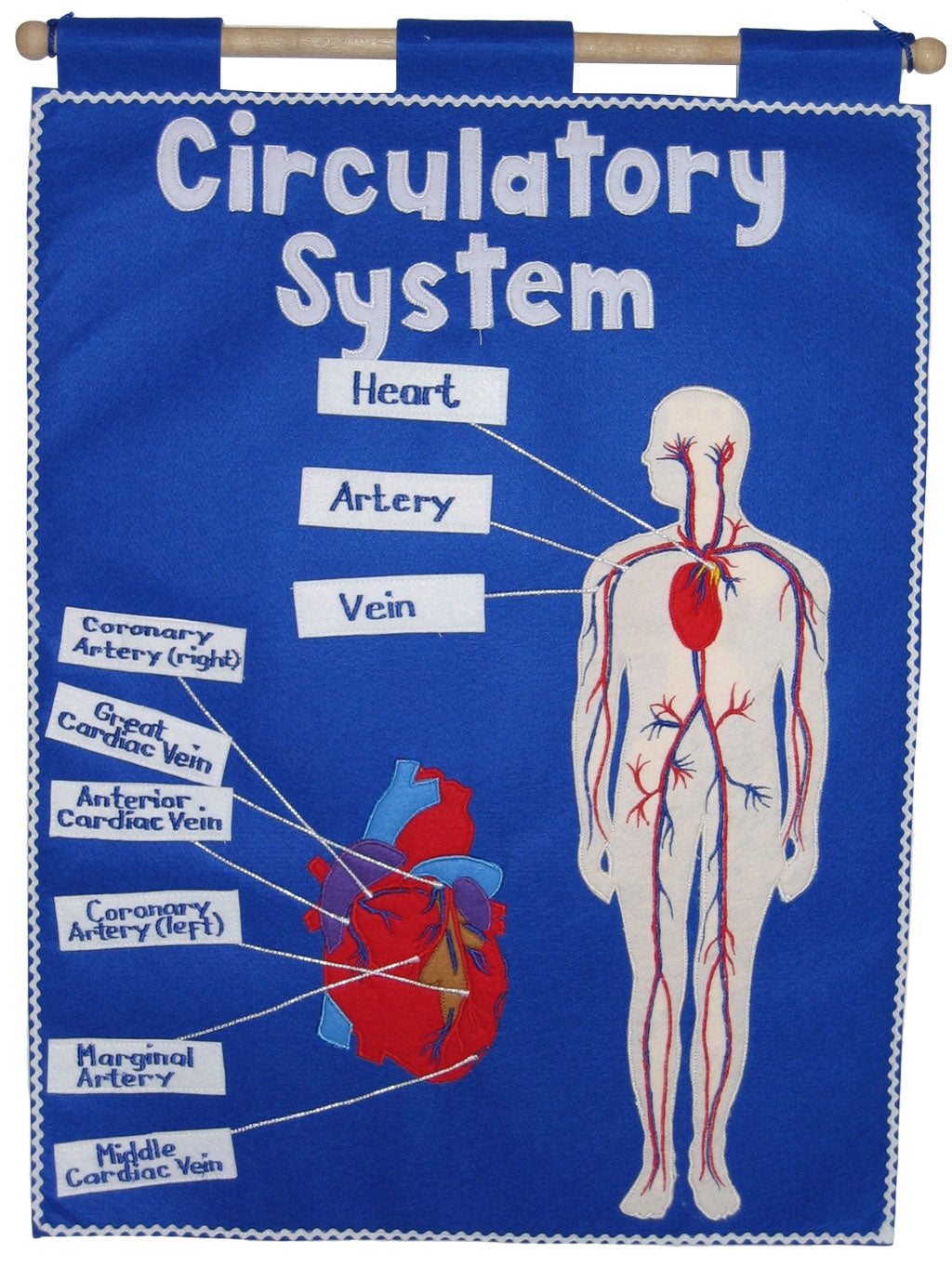 Circulatory System - Fabric Wall Chart - Rainbow Educational